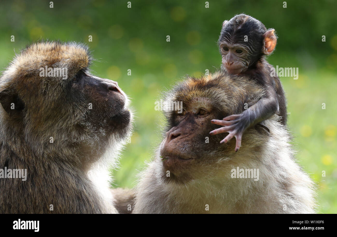 A young Barbary Macaque clings onto his mother, as staff at Blair ...
