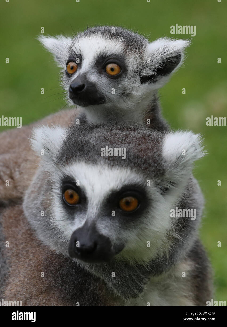 A baby ring tailed lemur clings to its mother, as staff at Blair ...