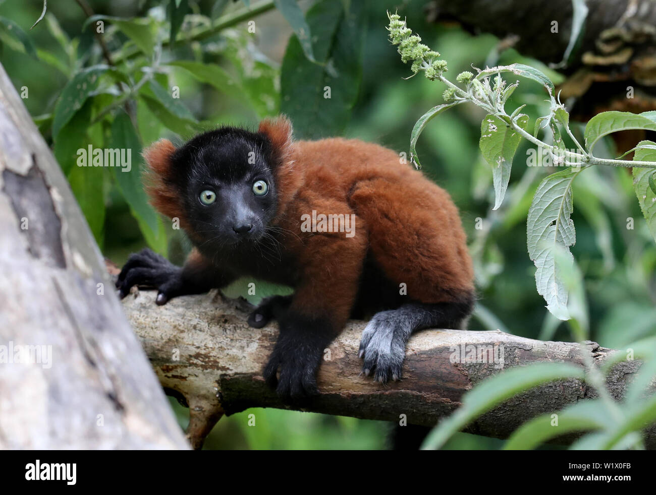 A baby red ruffed lemur clings to a branch, as staff at Blair Drummond ...