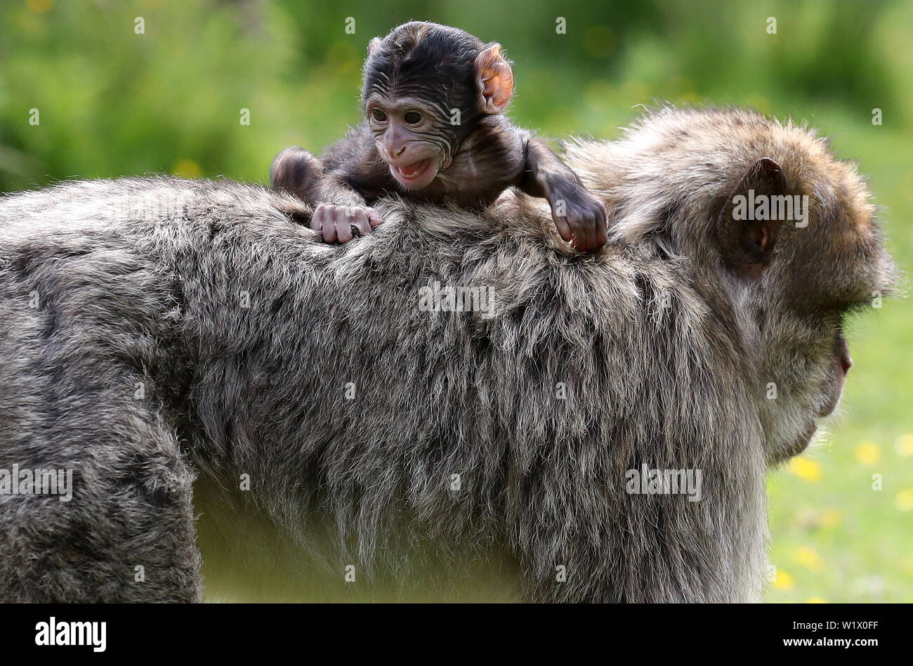 Critically endangered macaque hi-res stock photography and images - Alamy