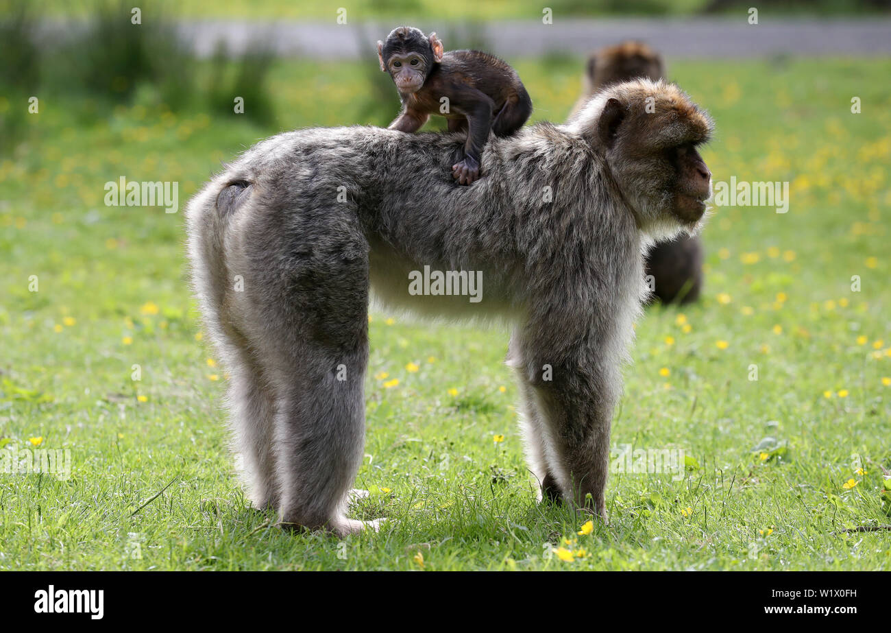 A young Barbary Macaque clings onto his mother, as staff at Blair ...