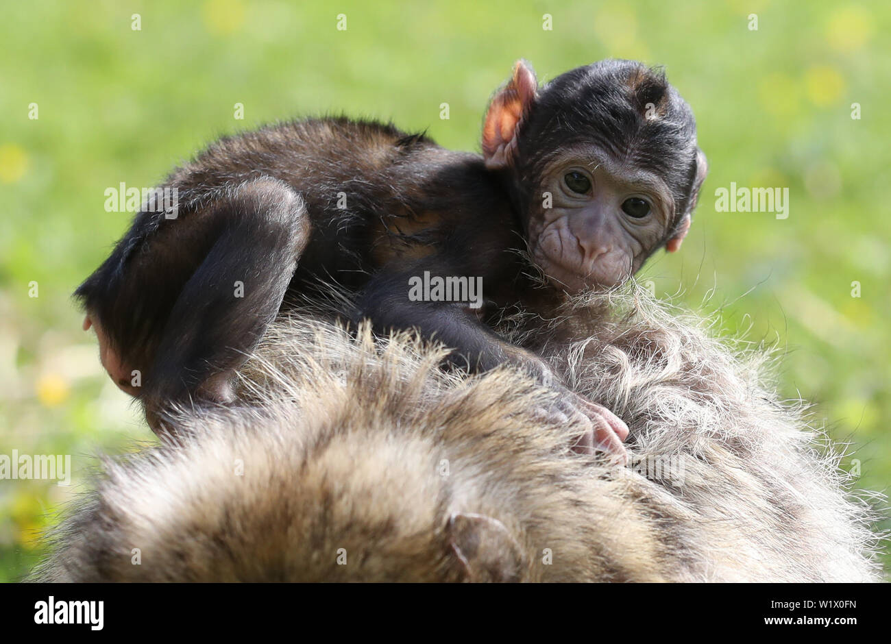 A young Barbary Macaque clings onto his mother, as staff at Blair ...