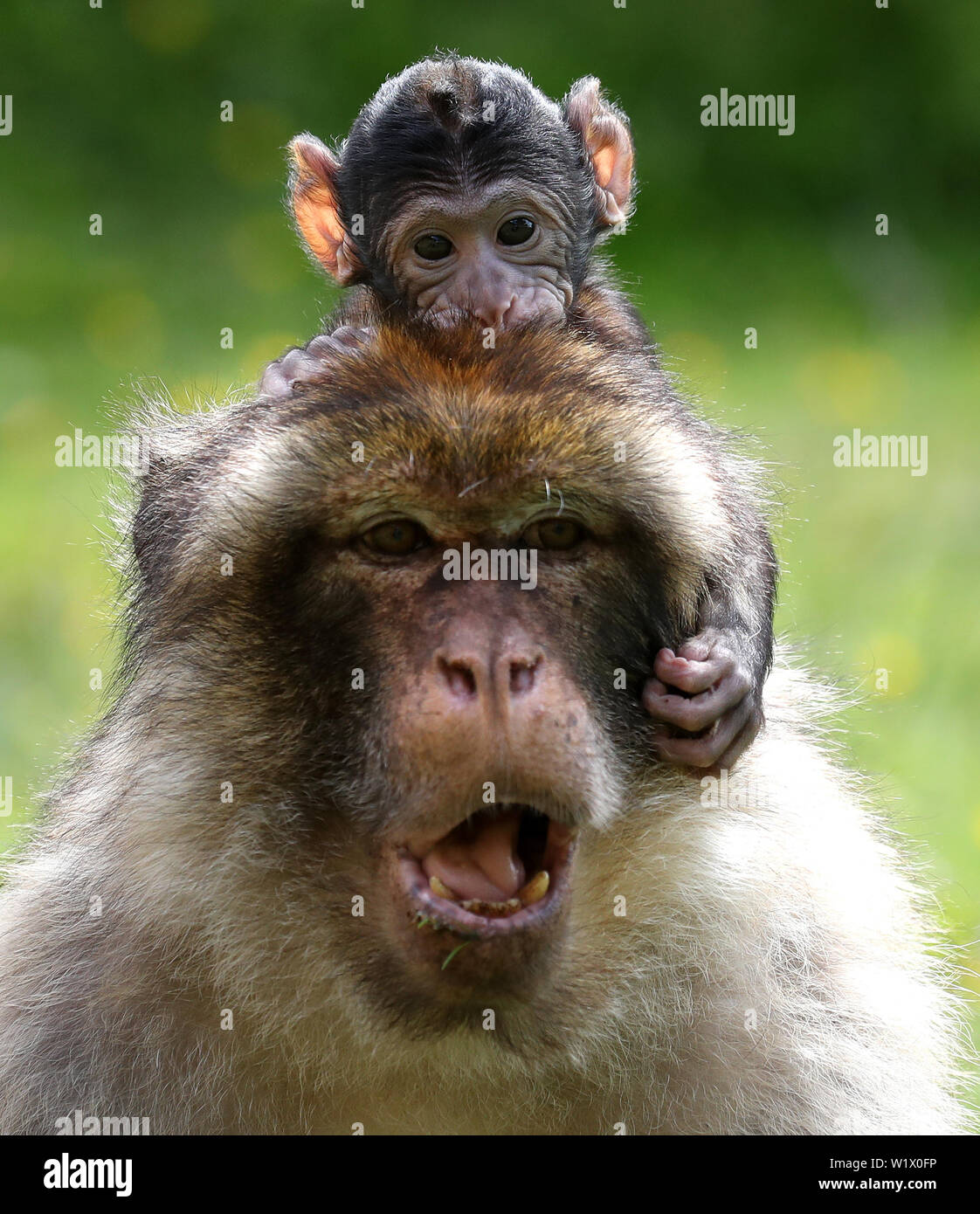 Staff blair drummond safari park celebrate hi-res stock photography and ...