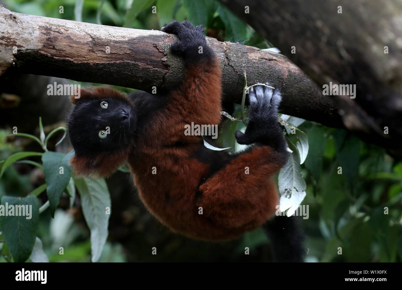 A baby red ruffed lemur clings to a branch hi-res stock photography and ...