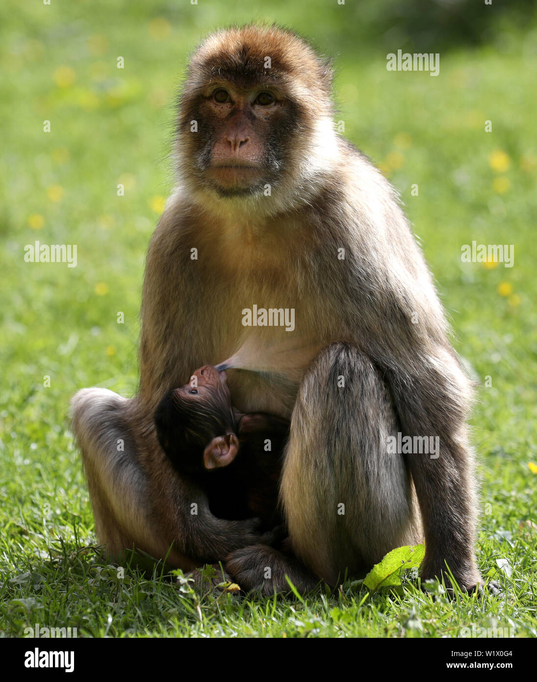 A young Barbary Macaque suckles on his mother, as staff at Blair ...
