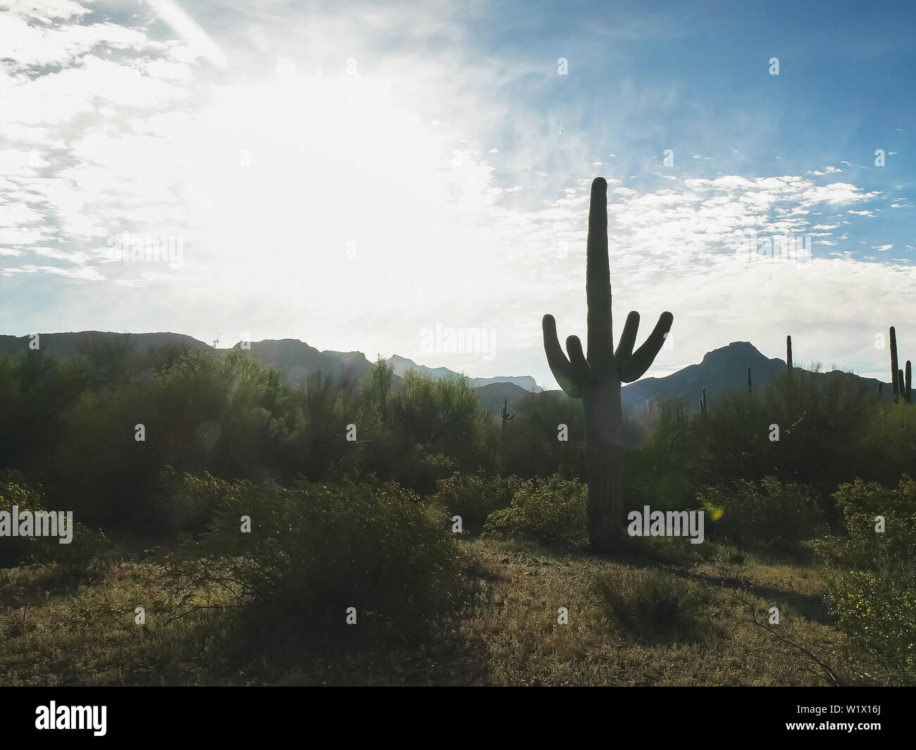 backlit saguaro cactus and the ajo mnts in arizona Stock Photo - Alamy