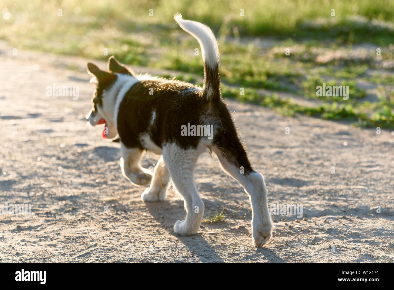 Little funny running puppy Stock Photo - Alamy