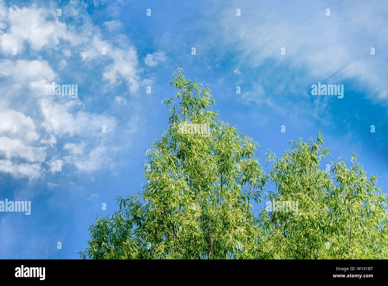 Cloudless sky with tree tops hi-res stock photography and images - Alamy