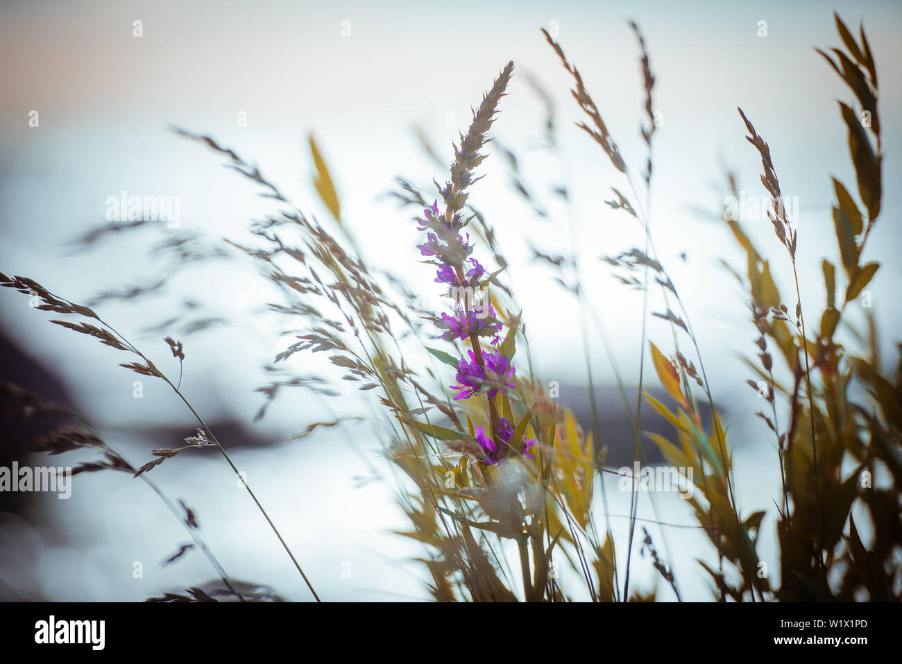 plants of flowers at sunset Stock Photo - Alamy