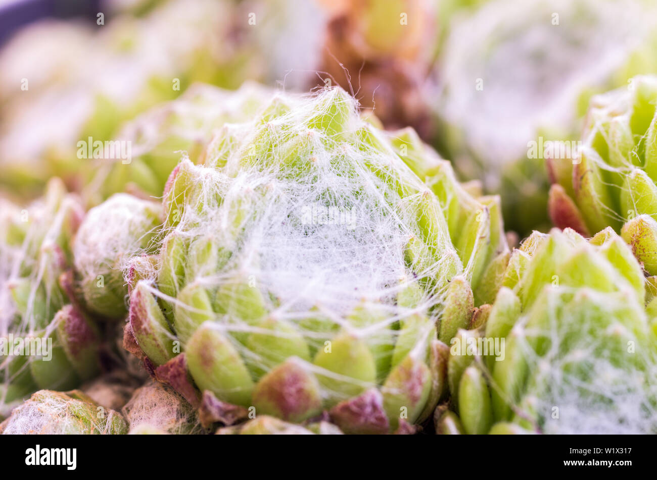Flower with a pout. A plant with a cobweb. A lot of cobwebs. Green ...