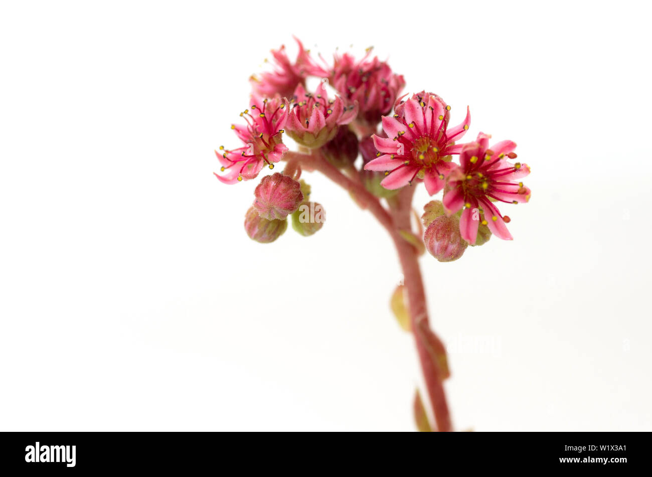 Bouquet of pink flowers. The top of pink flowers. Front view Stock ...
