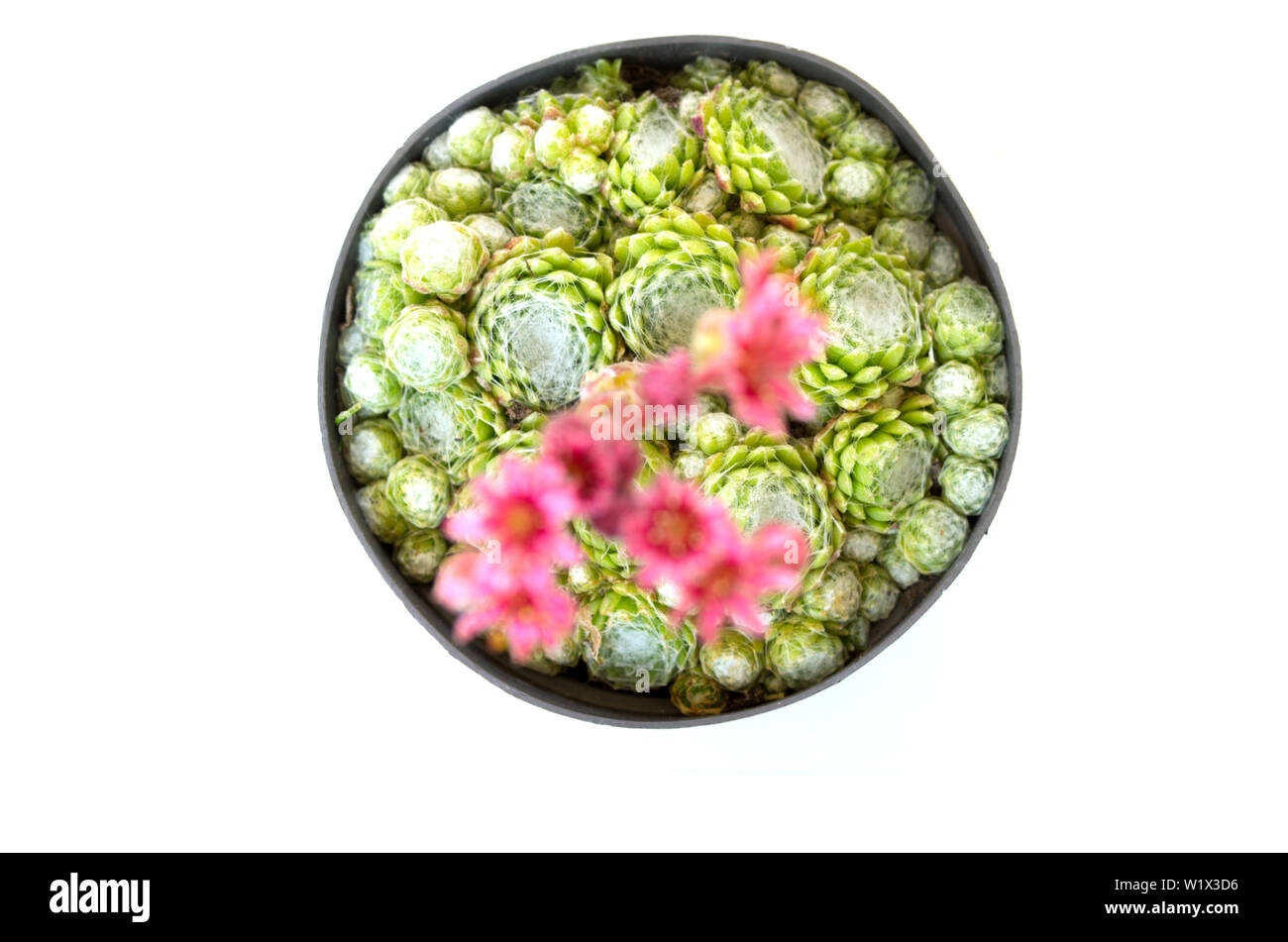 Flower pot from top view Cut Out Stock Images & Pictures - Alamy