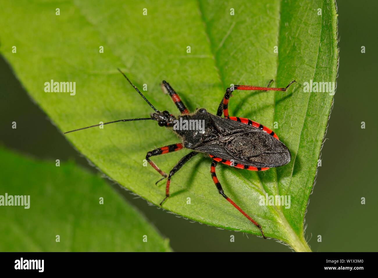 Spined assassin bug macro hi-res stock photography and images - Alamy