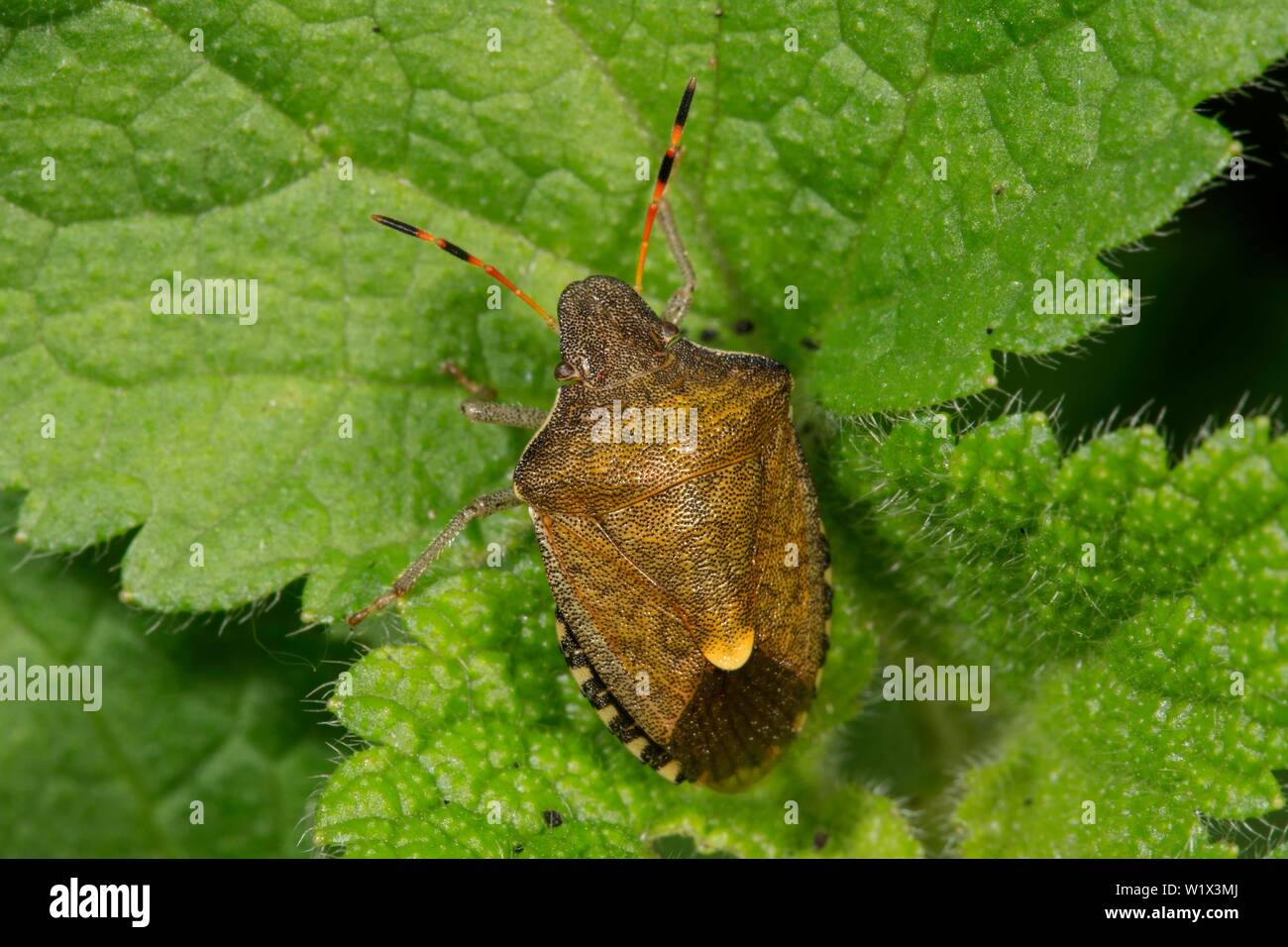 Nettle bug hi-res stock photography and images - Alamy
