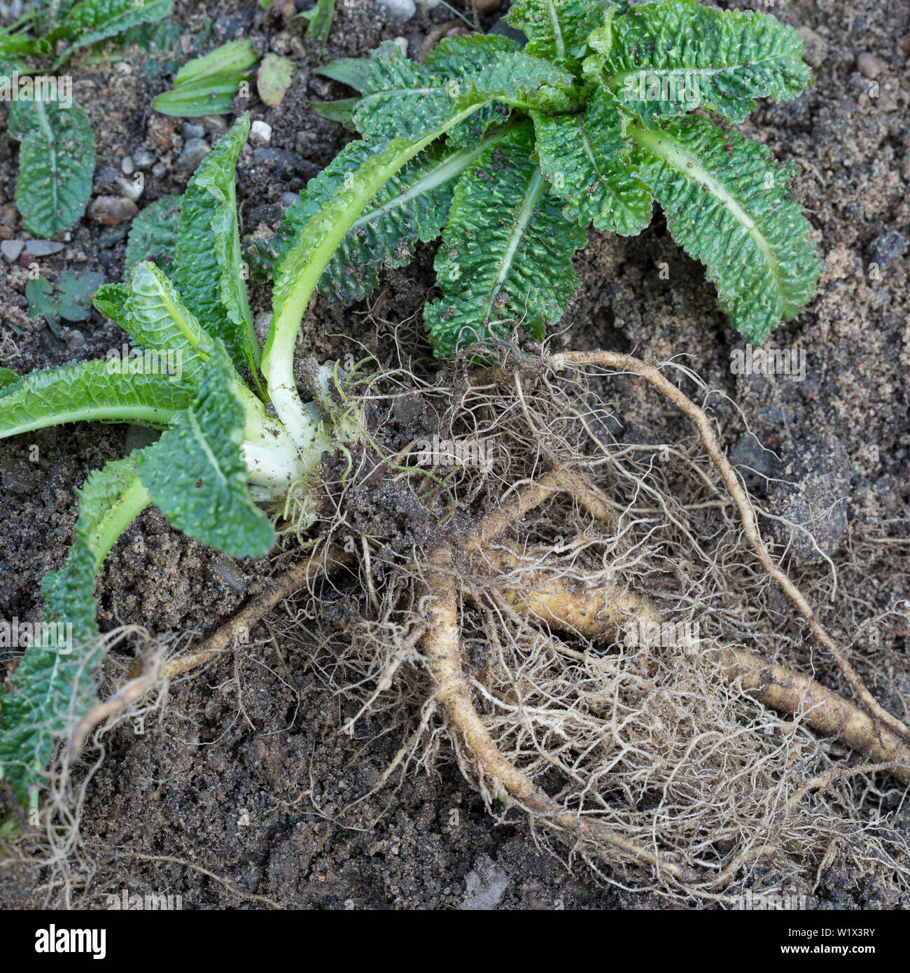 Wilde Karde, Wurzel, Wurzeln, Wurzelstock, Kardenwurzel, Karden-Wurzel ...