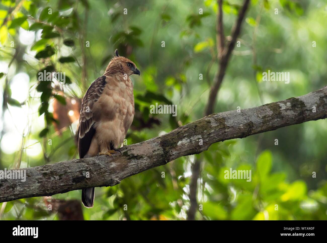 Juvenile Wallace's Hawk-eagle (Nisaetus nanus) sits in tree, Sepilok ...