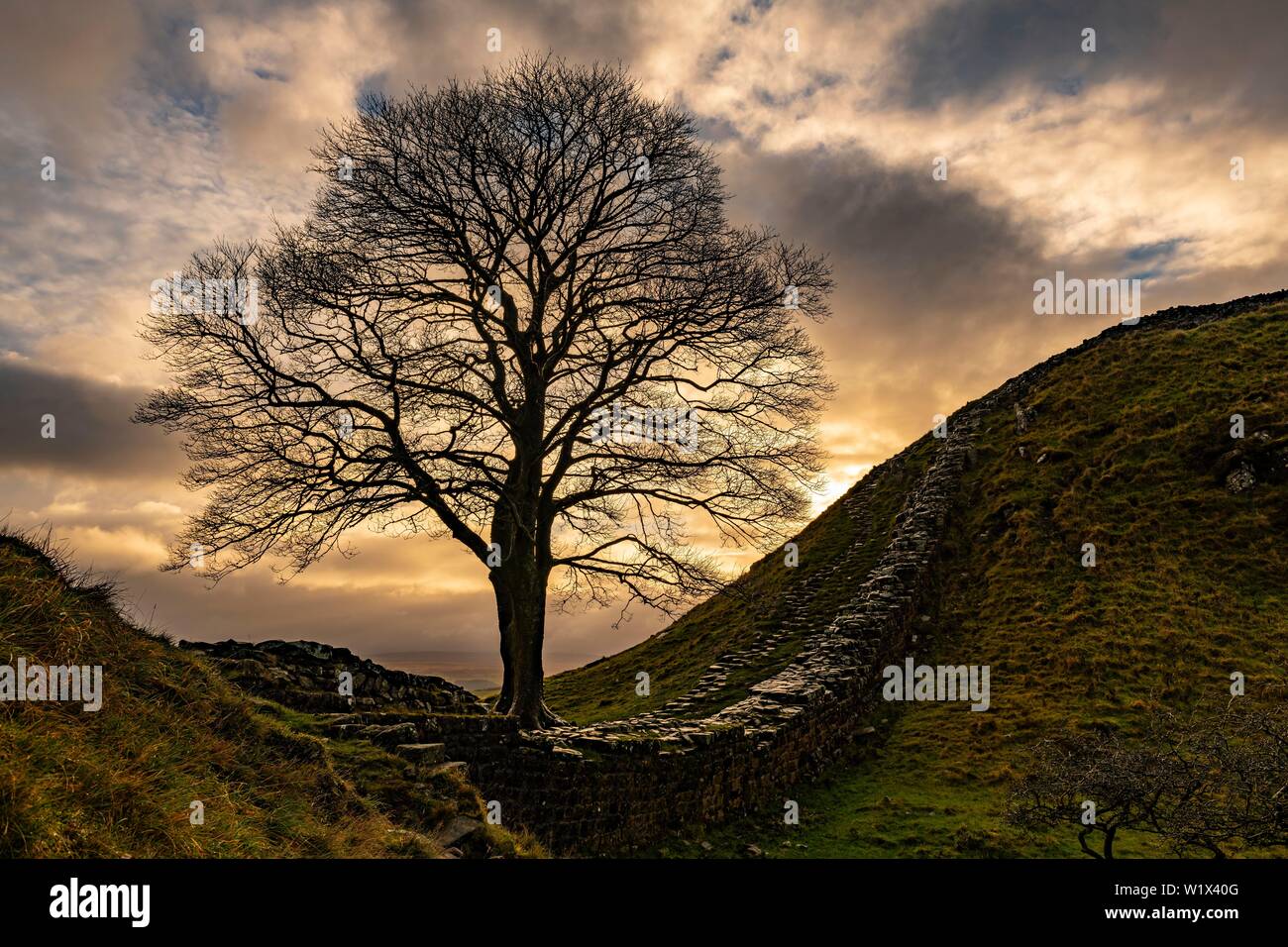 Tree on the stone wall hi-res stock photography and images - Alamy
