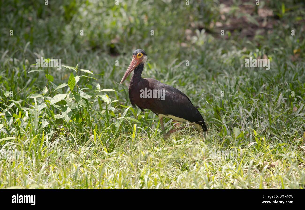 Storm's stork (Ciconia stormi) in grass on a forest clearing, rarest ...