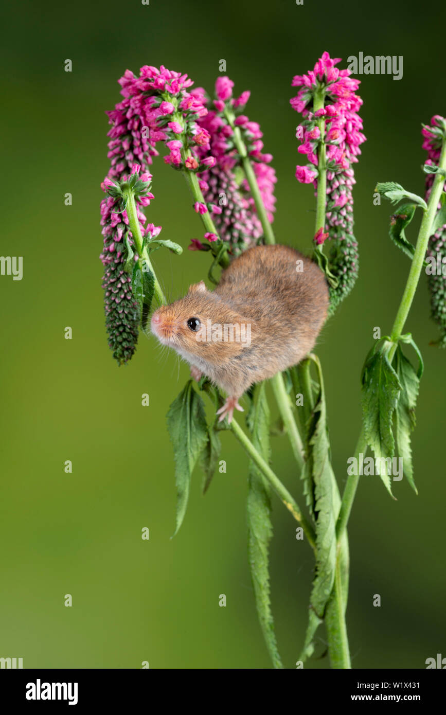 Cute harvest mouse micromys minutus on red flower foliage with neutral ...