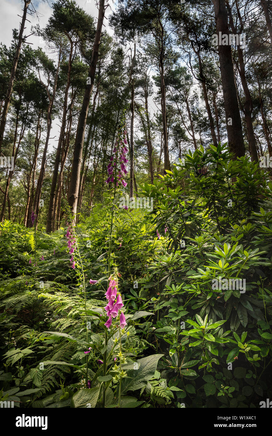 Beautiful woodland landscape image of foxgloves amidst lush green ...