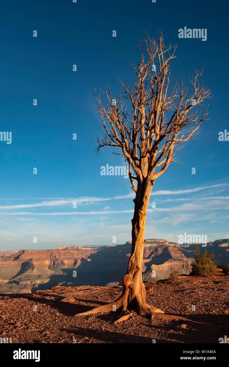 Dried tree, South Kaibab Trail, descent from South Rim, Grand Canyon ...