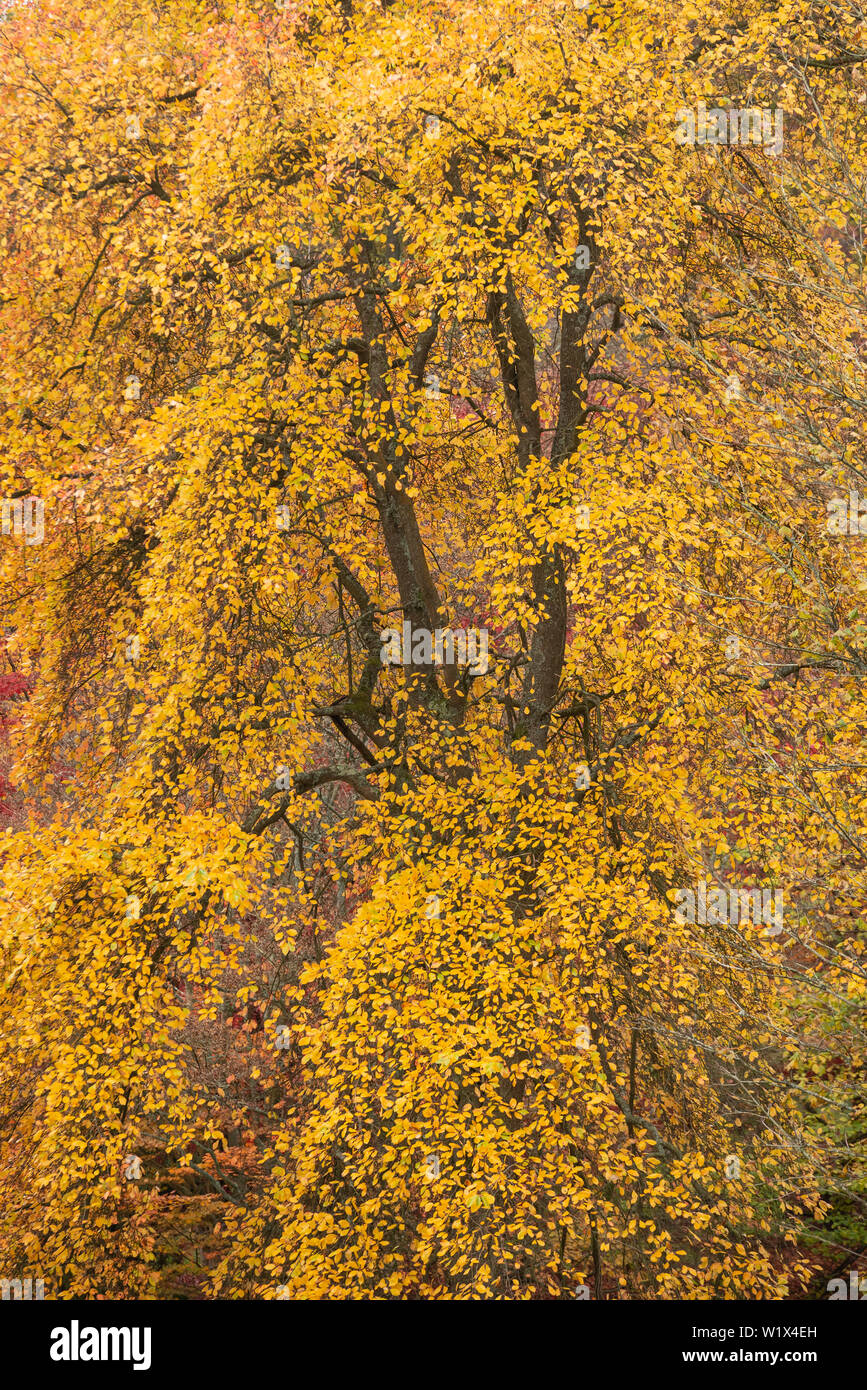 Stunning colorful vibrant Autumn Fall forest woodland landscape detail ...