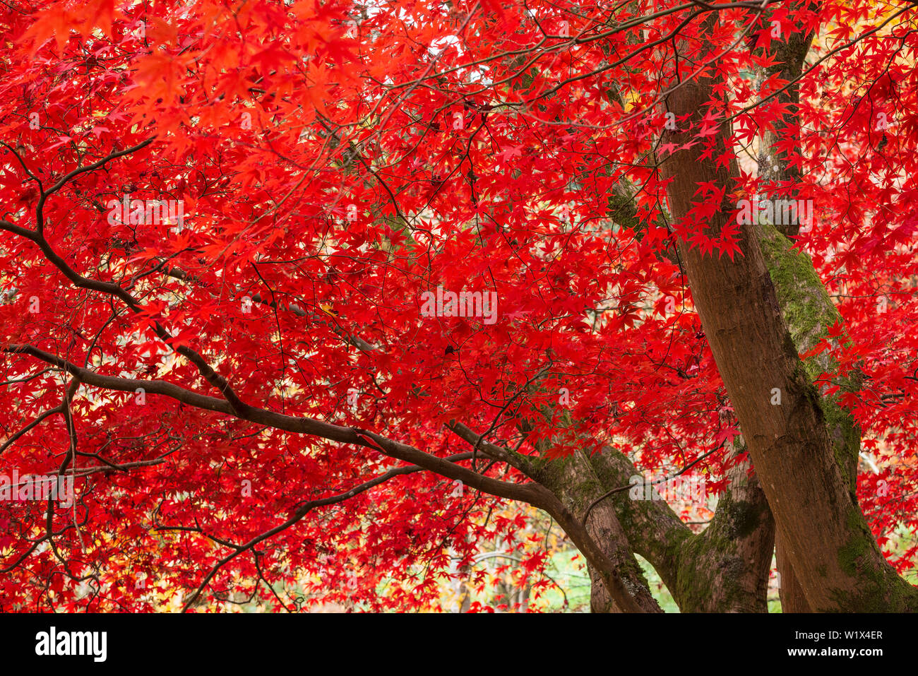 Stunning colorful vibrant red and yellow Japanese Maple trees in Autumn ...