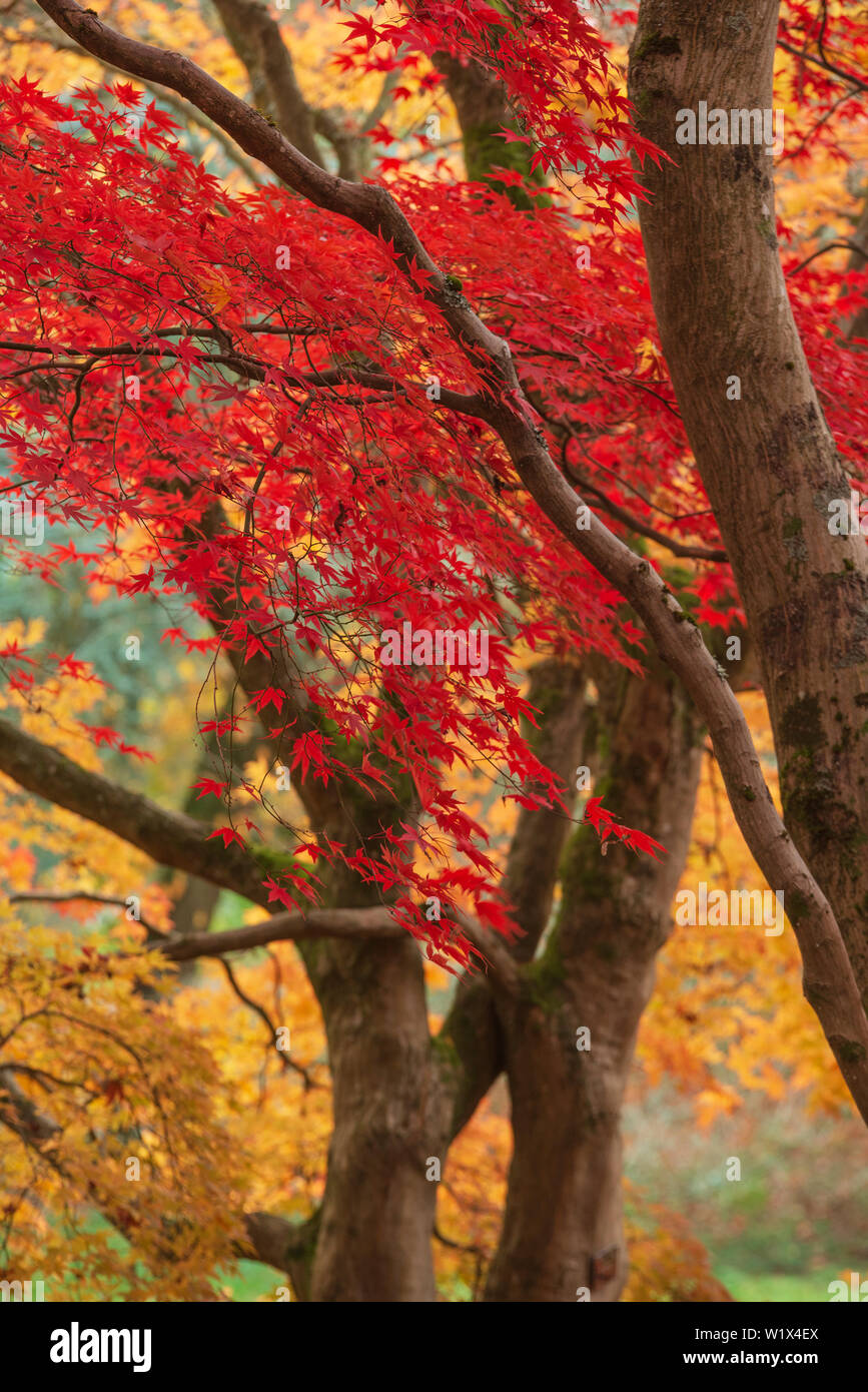 Stunning colorful vibrant red and yellow Japanese Maple trees in Autumn ...