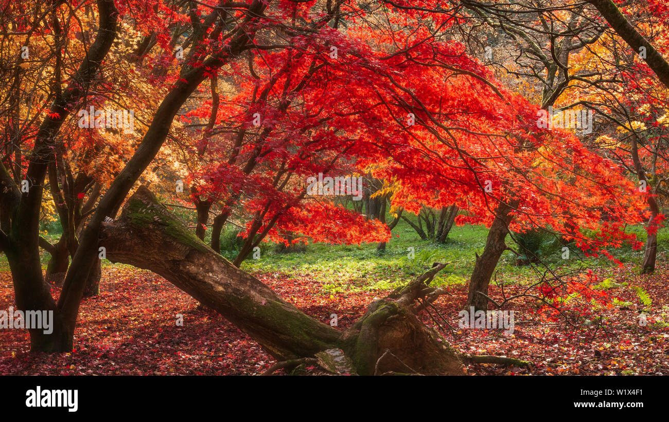 Red Maple Tree Forest