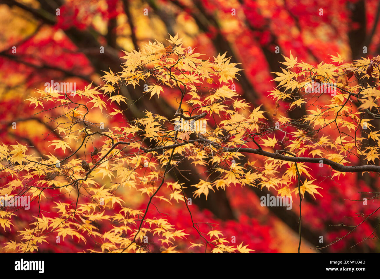 Stunning colorful vibrant red and yellow Japanese Maple trees in Autumn ...