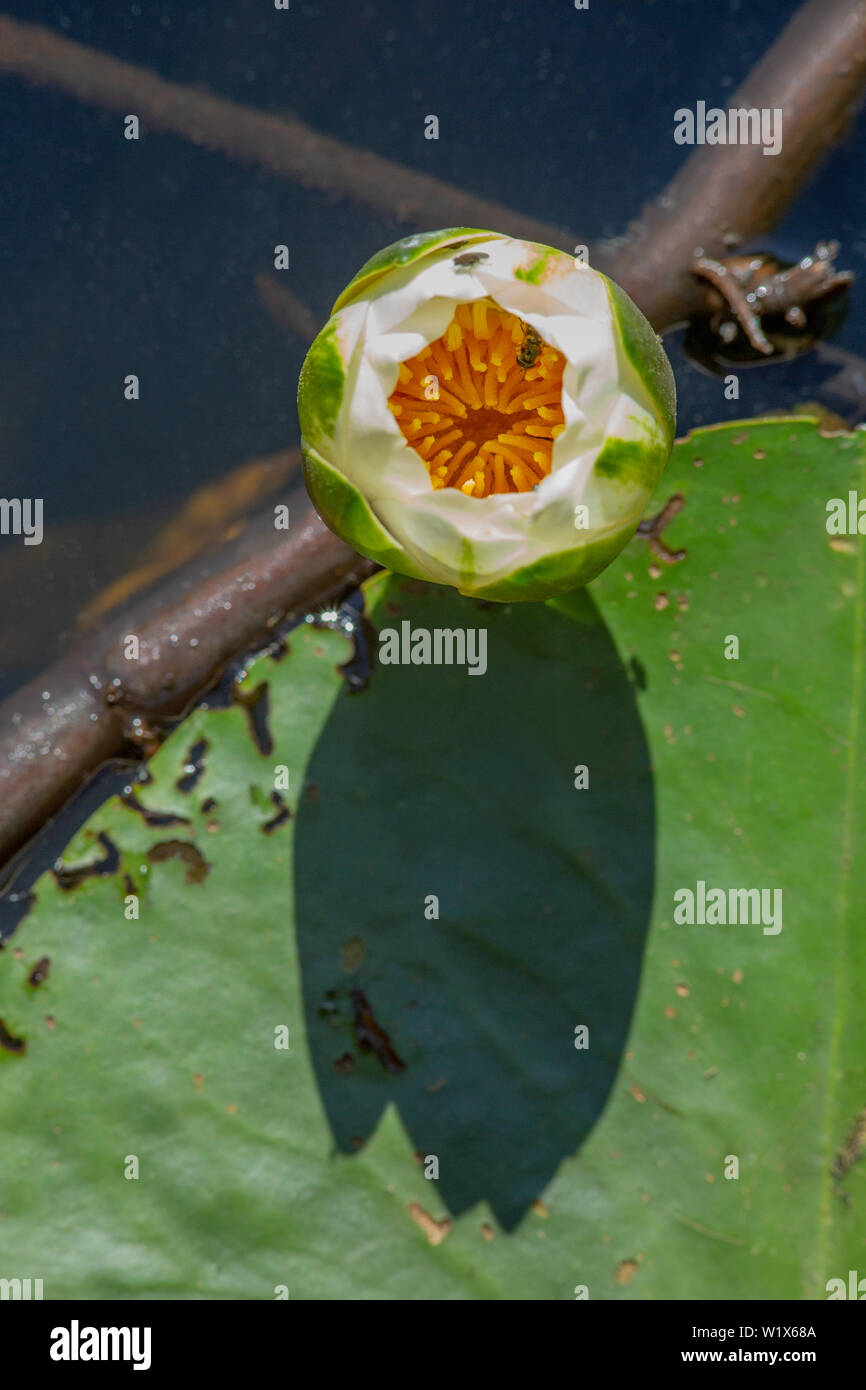 White Water-lily (Nymphaea alba). Opening bud on the water surface ...