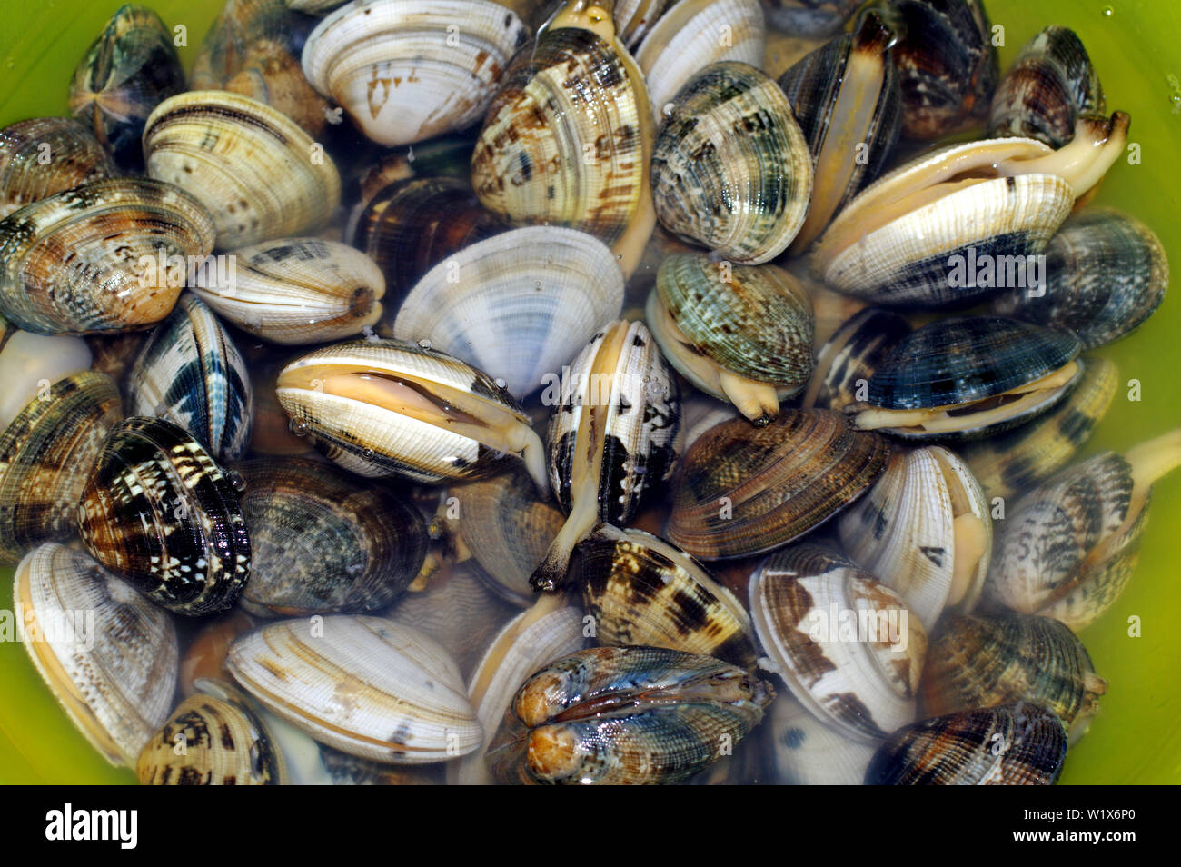 Wild clams hi-res stock photography and images - Alamy