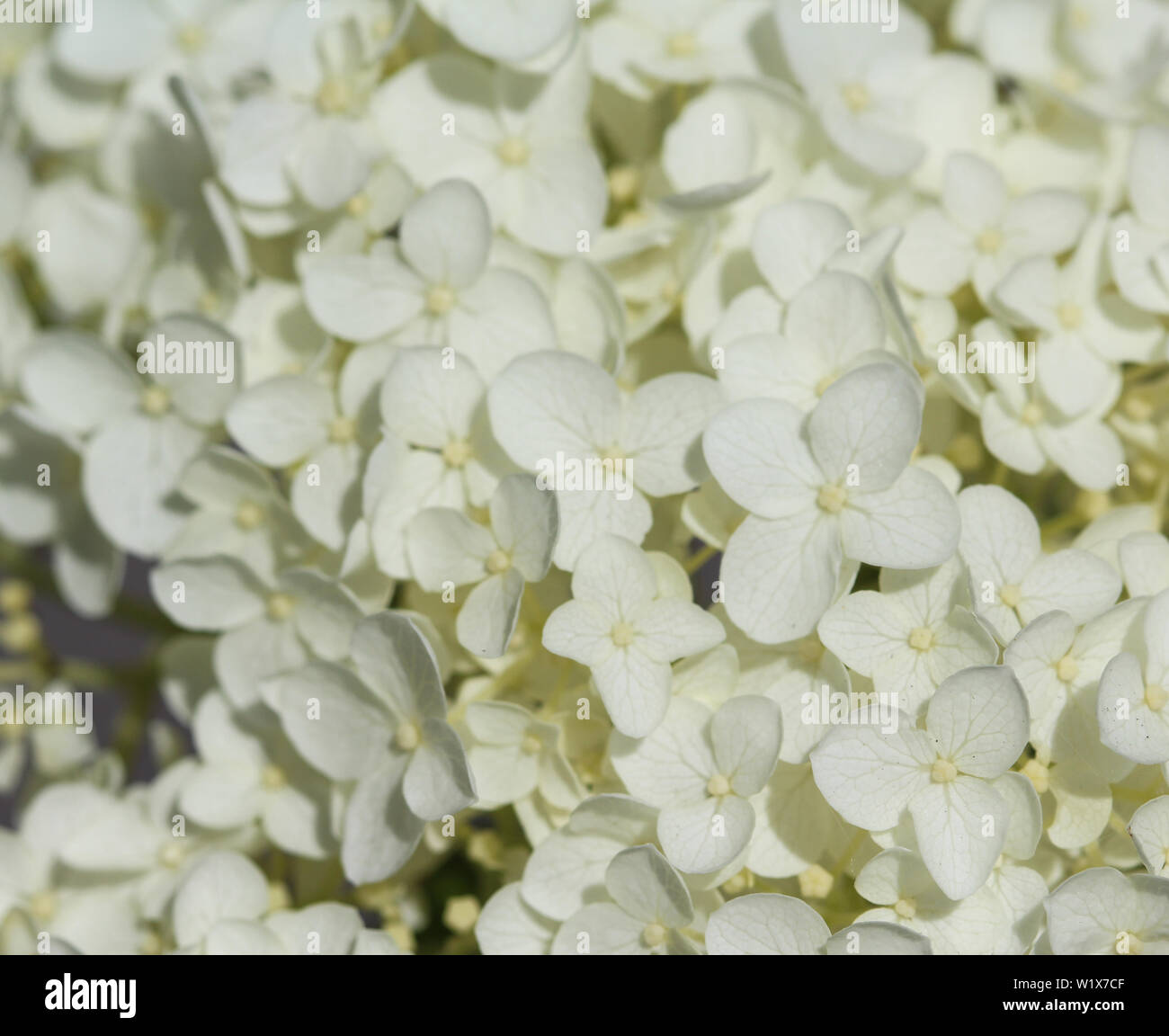 close up of Hydrangea arborescens, commonly known as smooth hydrangea ...
