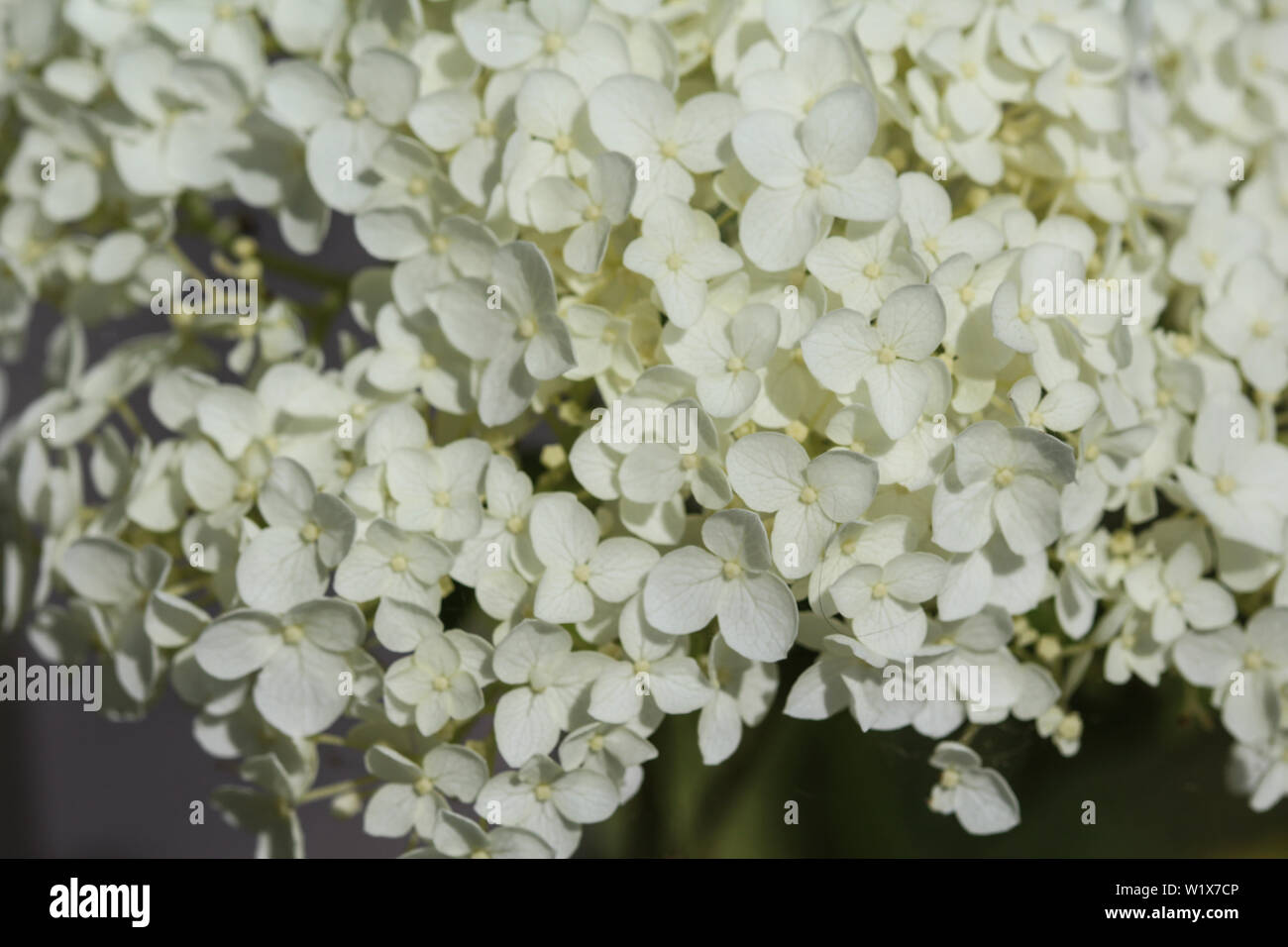 close up of Hydrangea arborescens, commonly known as smooth hydrangea ...