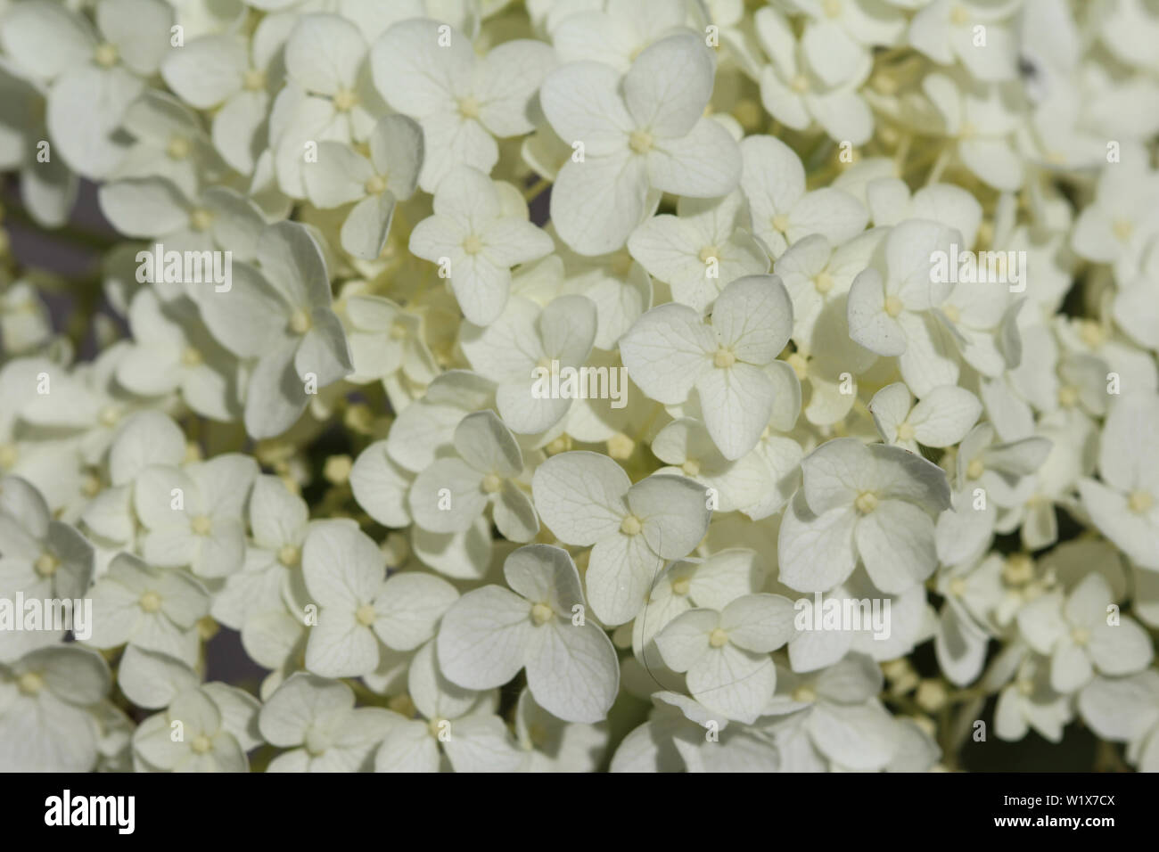 Commonly known as smooth hydrangea hi-res stock photography and images ...