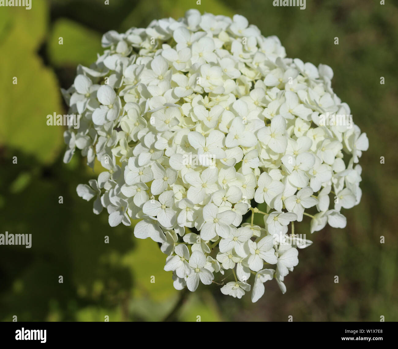close up of Hydrangea arborescens, commonly known as smooth hydrangea ...