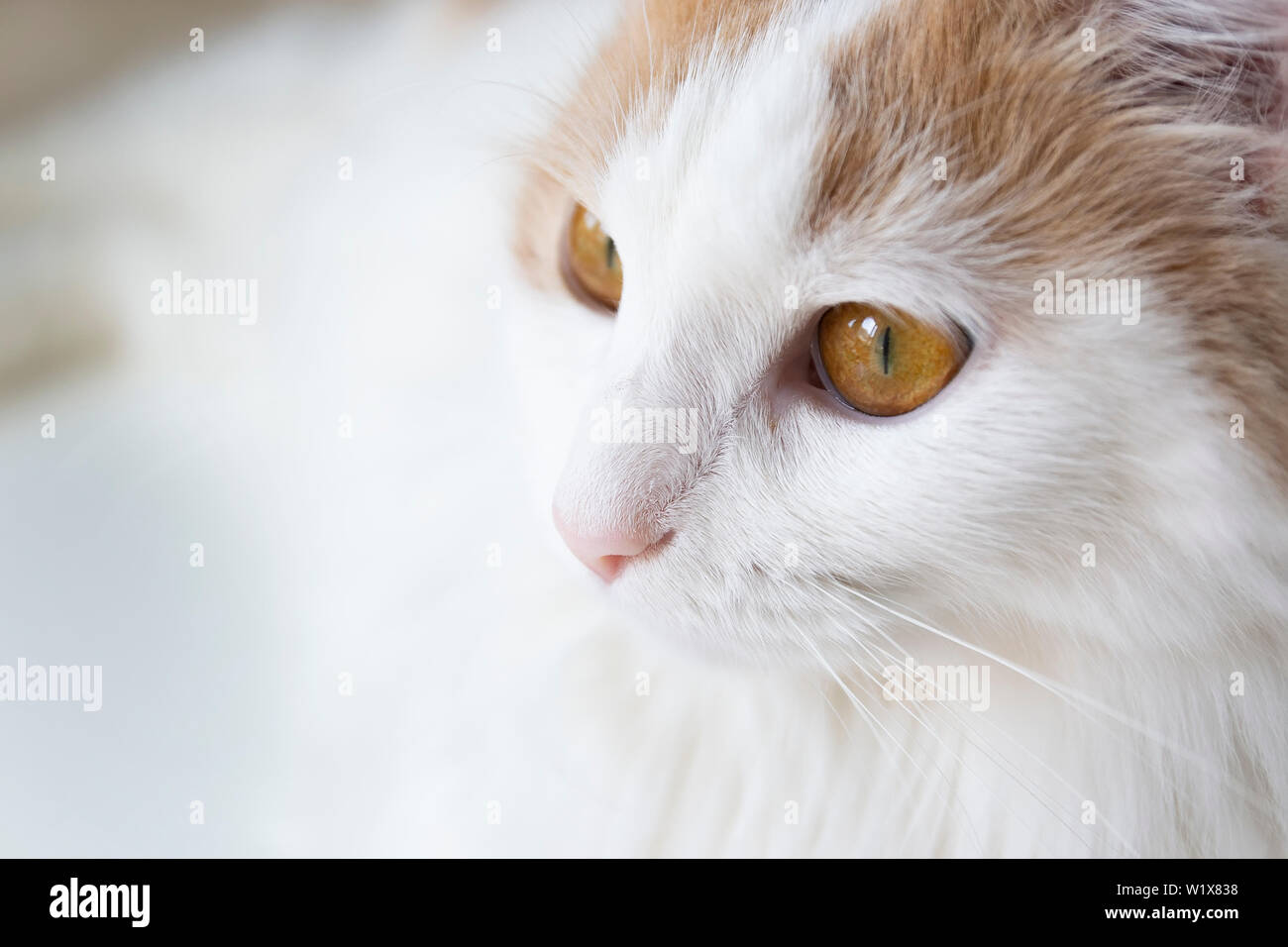 white beige furry cat close-up with golden eyes Stock Photo - Alamy