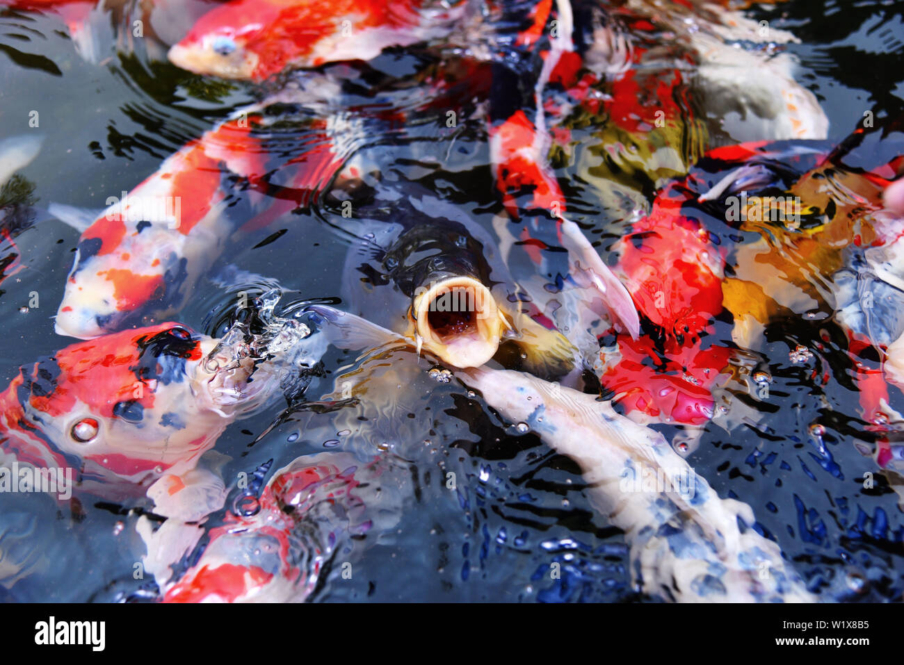 Colorful fancy koi fish on the surface water / beautiful fish carp ...