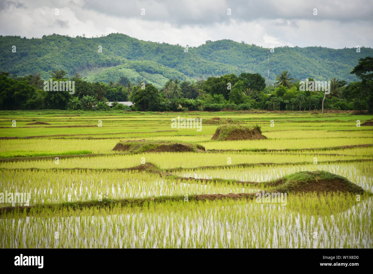 planting rice field on rainy season Asian agriculture / The Farmer ...