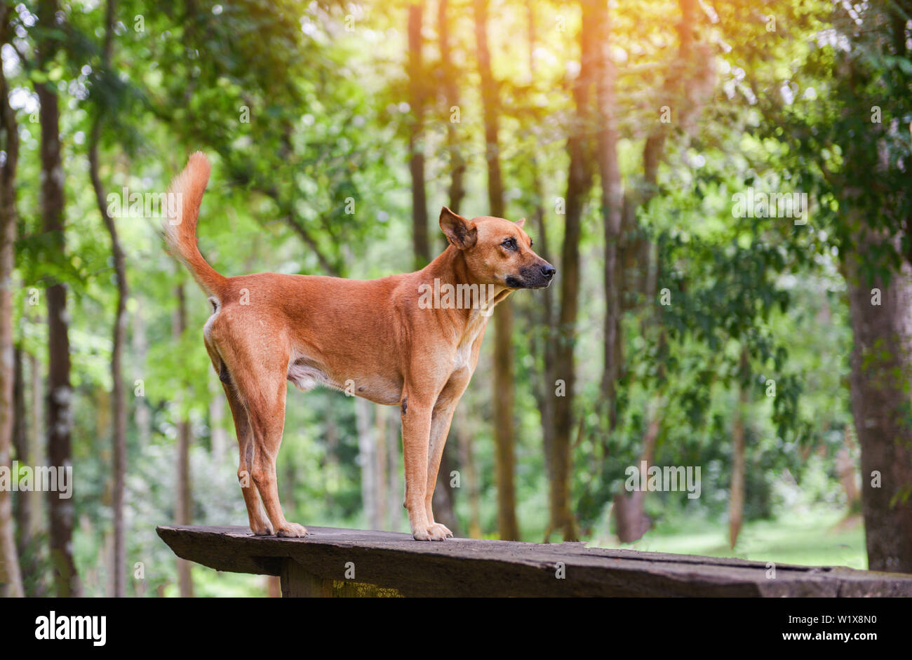 dog park standing on the wood and nature green tree forest background ...