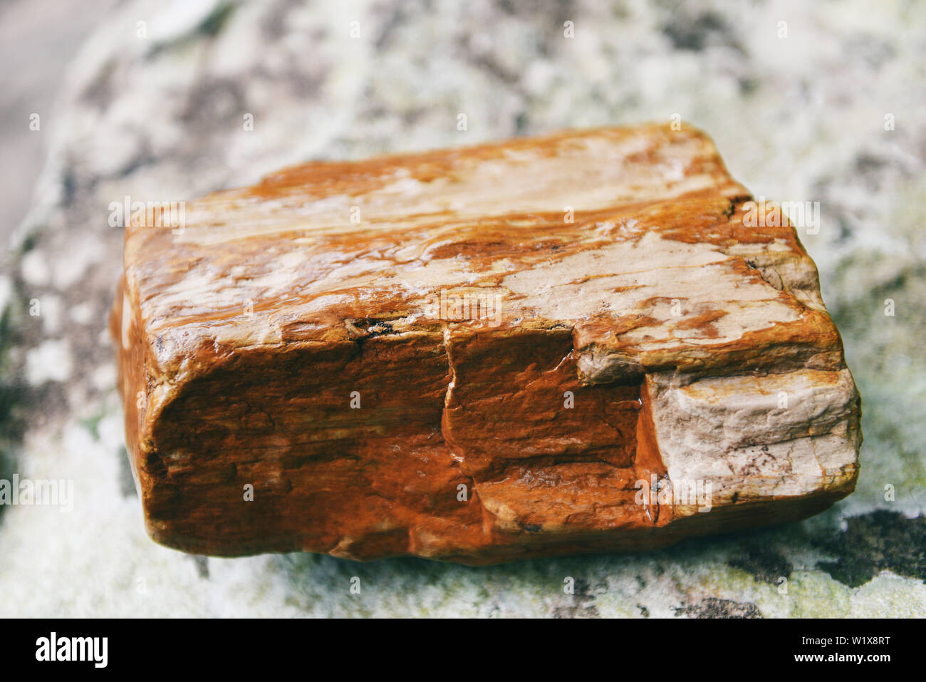 Petrified wood fossil / The old wood becomes stone by natural Stock ...