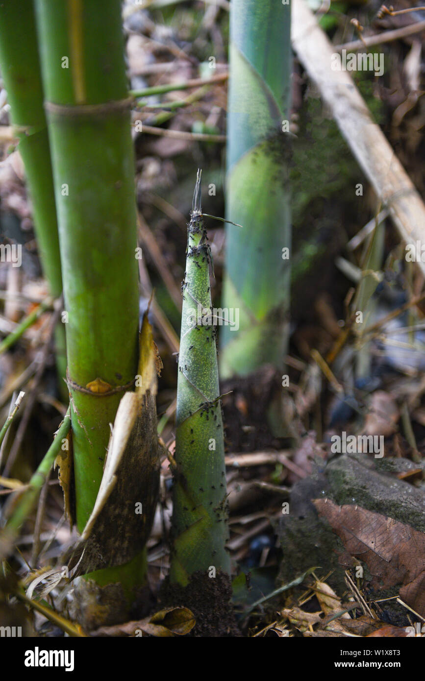 Garden vegetables young bamboo hi-res stock photography and images - Alamy