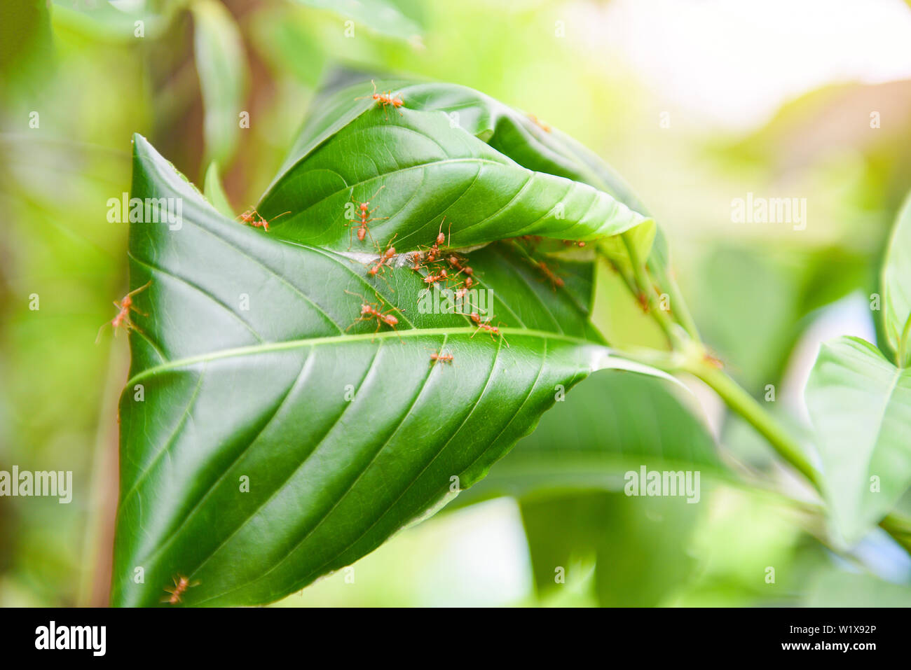 Ant nest on the tree / Red ants working weaver nest with green leaves ...