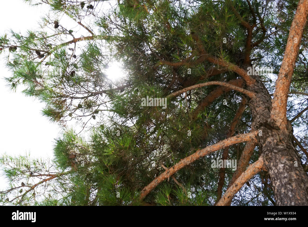 Bottom view of a pine tree with sunlight in the forest Stock Photo - Alamy