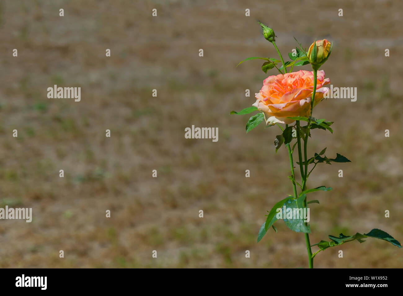 Rose bush hi-res stock photography and images - Alamy