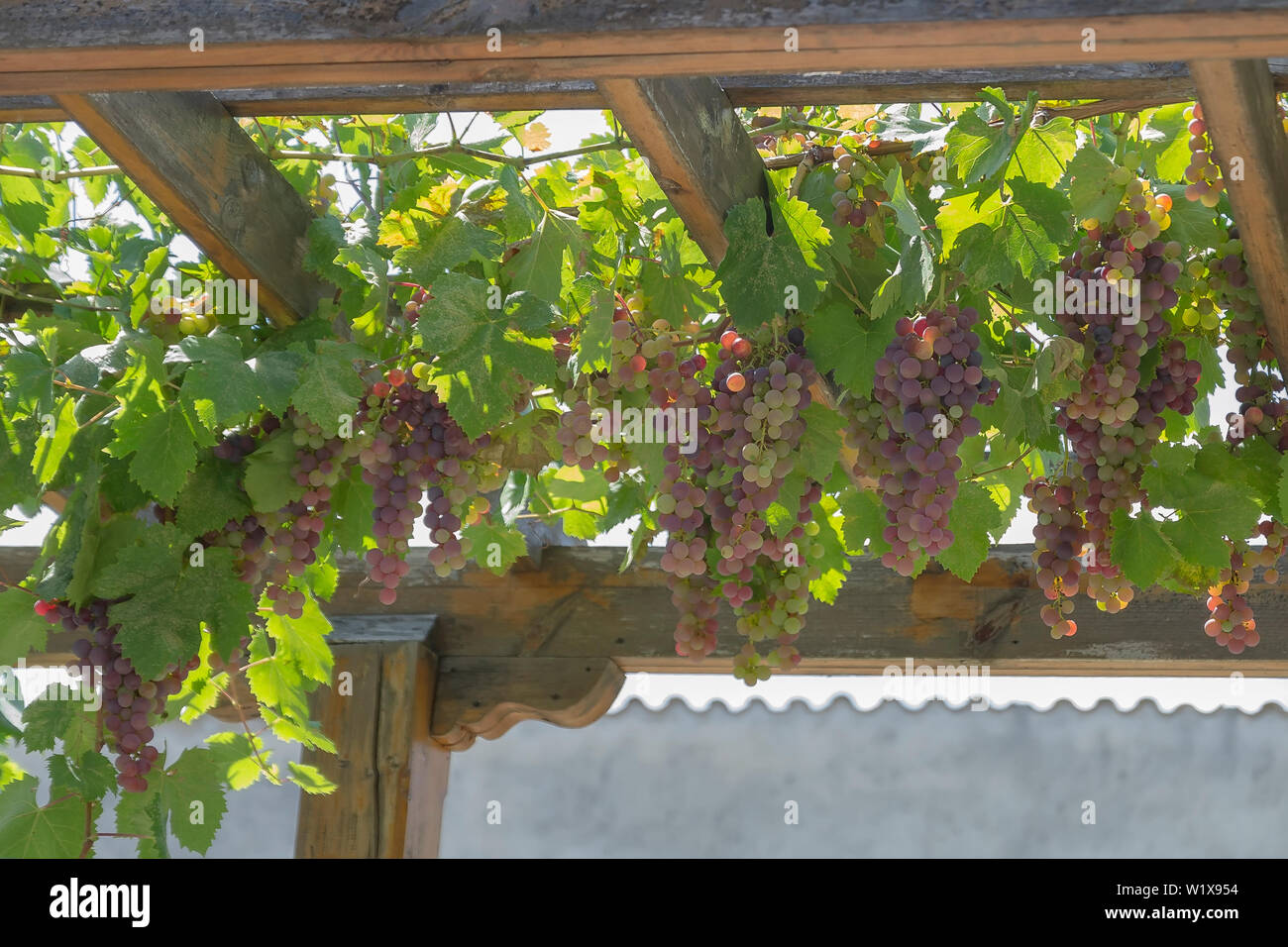 Grapevine pergola hi-res stock photography and images - Alamy
