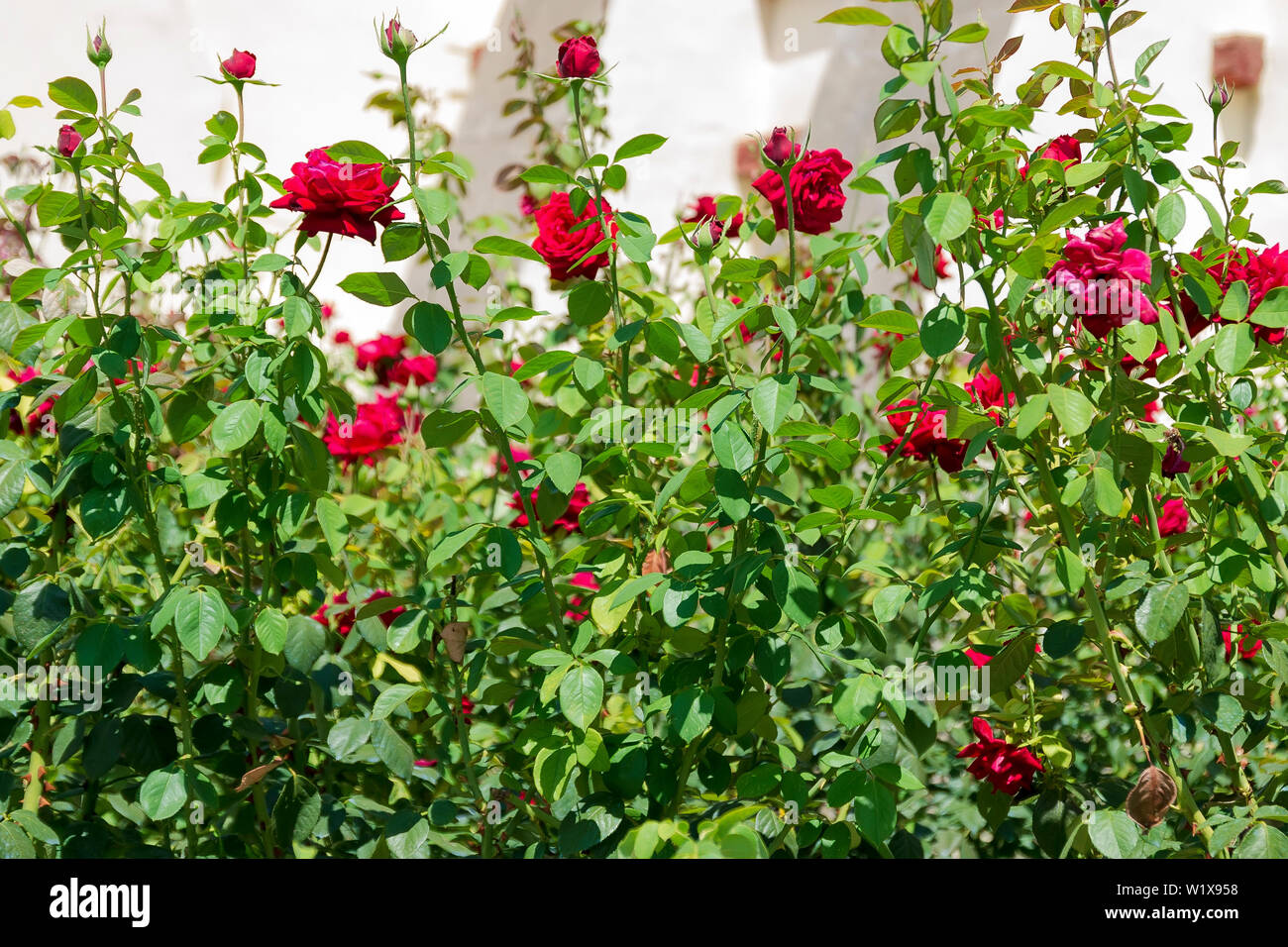 Flowering rose bushes in the garden. Hedge Stock Photo - Alamy