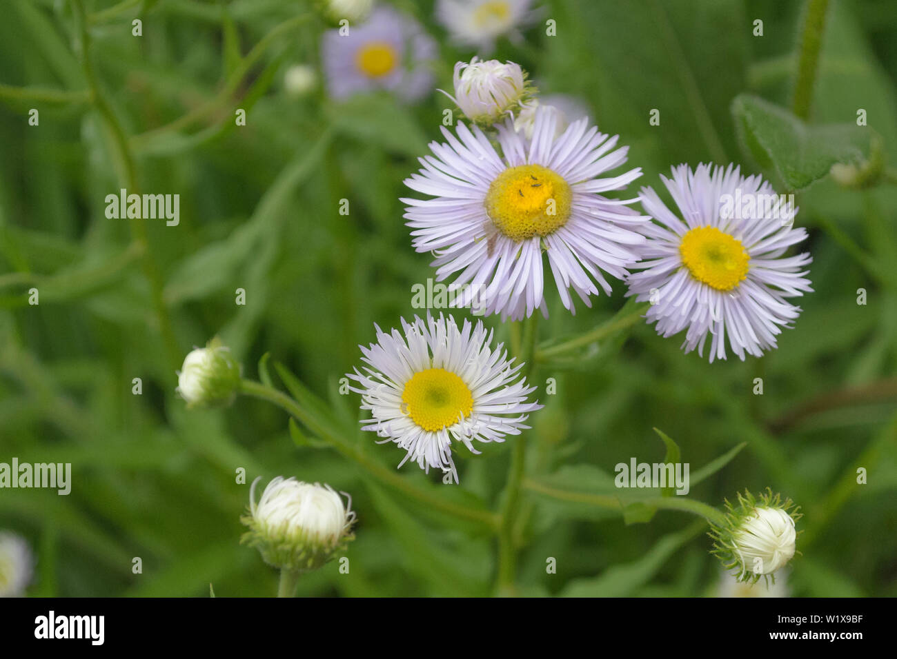 Green Nature Background. Daisy flower and grass Stock Photo - Alamy