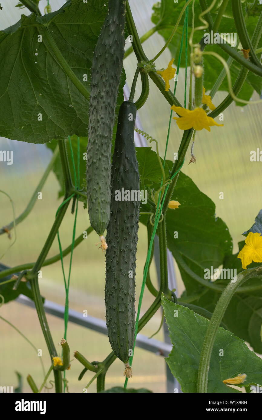 Cucumber bush hi-res stock photography and images - Alamy
