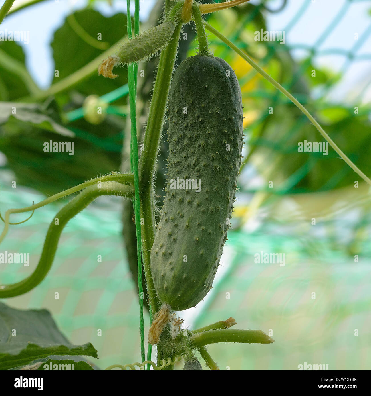 A fresh green cucumber grows on a cucumber bush in the garden. Growing ...